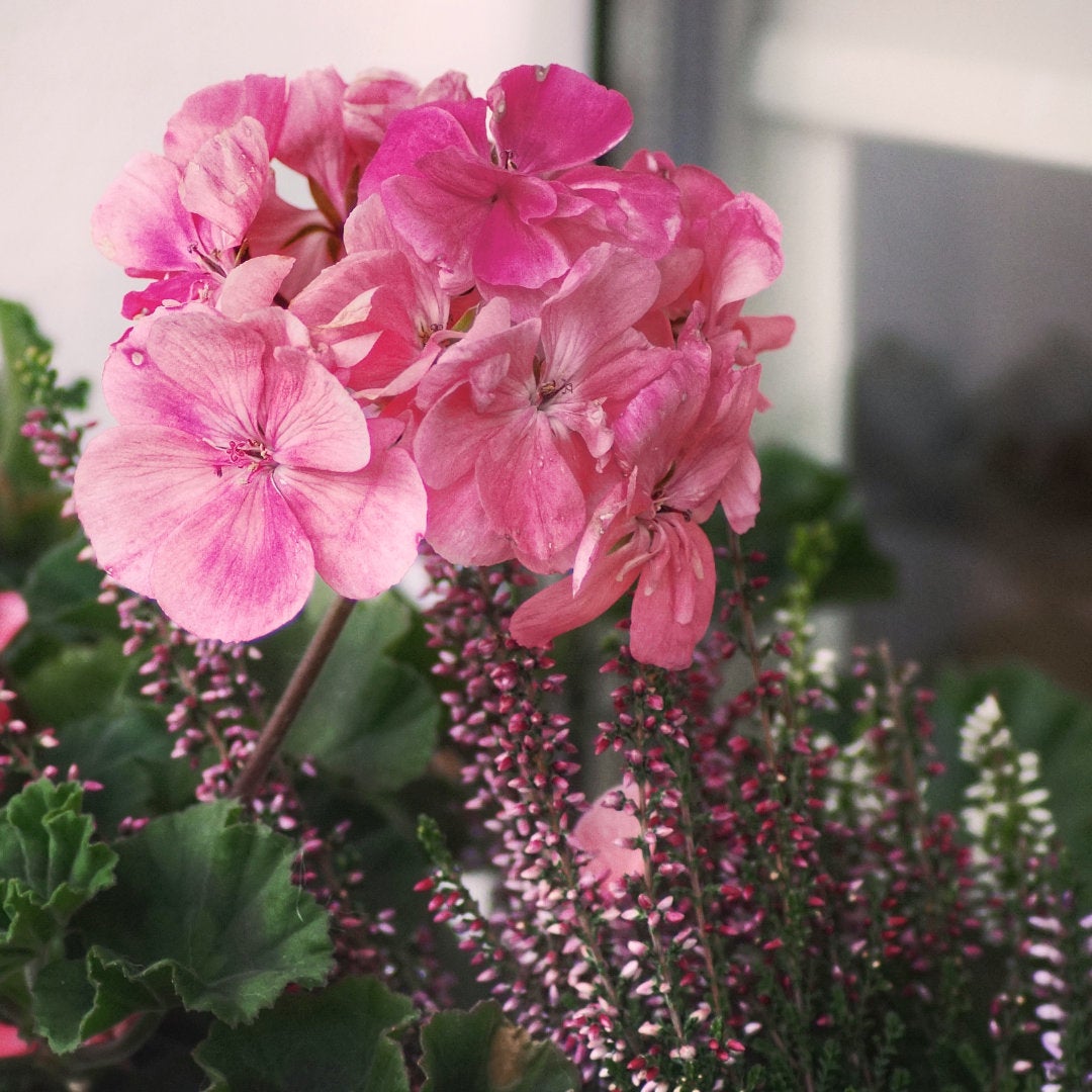 Rose and Geranium Fragrance Oil for Aromatherapy and Home Scents | Lady ...